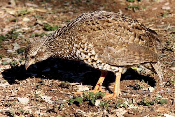 Natal spurfowl | Project Noah