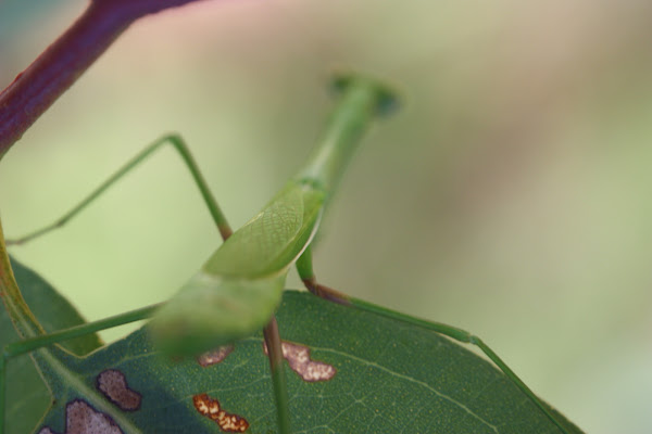 False garden mantis | Project Noah