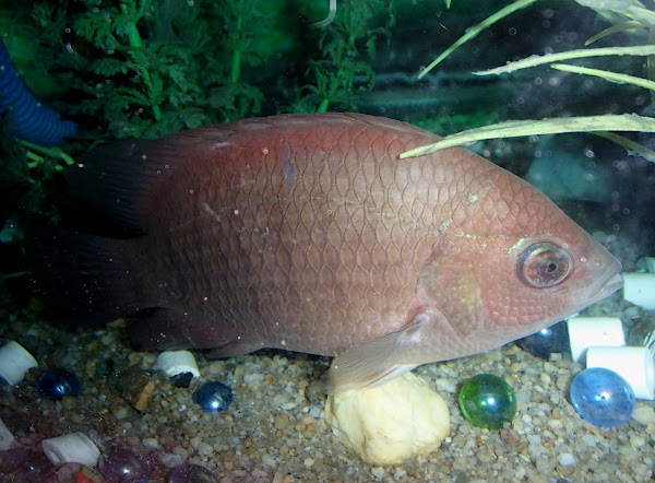 Malayan Leaffish | Project Noah