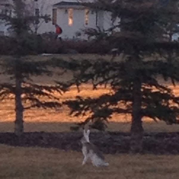 Rabbit | Project Noah