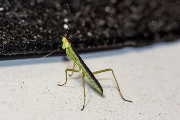 Garden Mantid (juvenille) | Project Noah