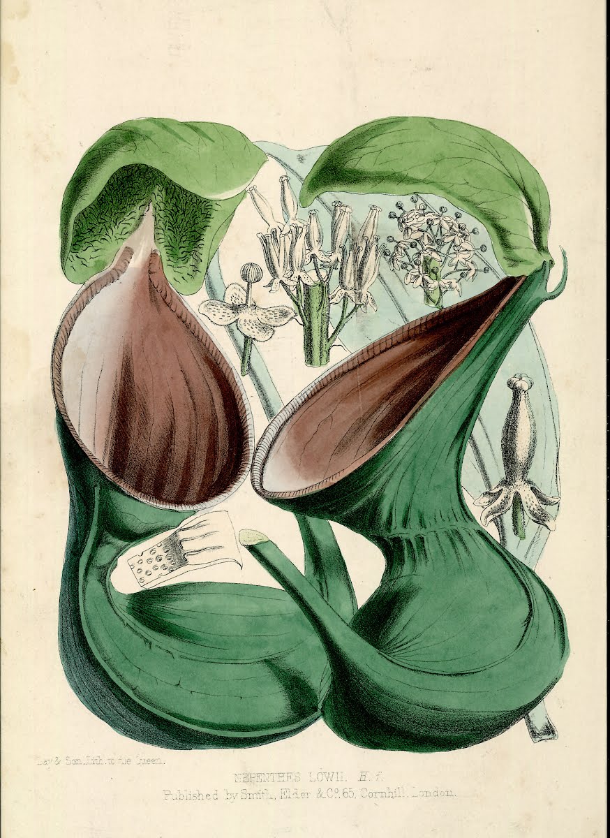 Bot Flowers N — Google Arts & Culture