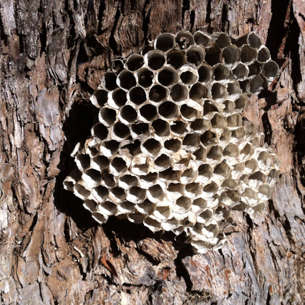 Paper wasp hive | Project Noah