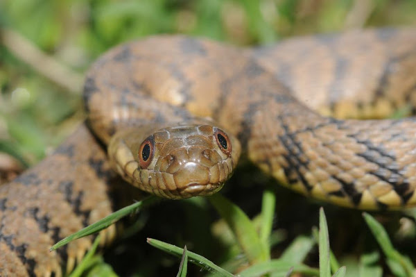 Diamond-backed watersnake (juvenile) | Project Noah