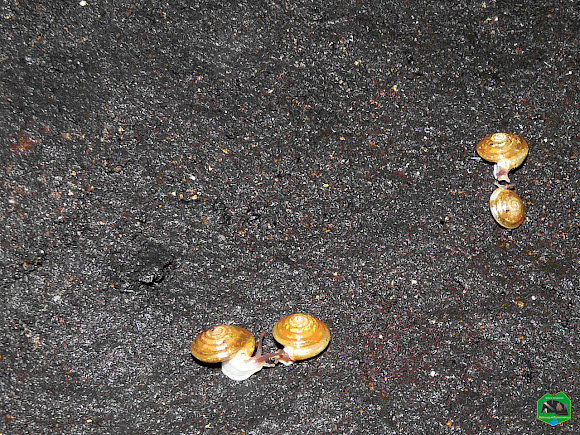 Cave snails | Project Noah