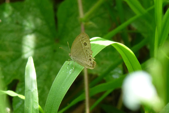Common Bushbrown | Project Noah