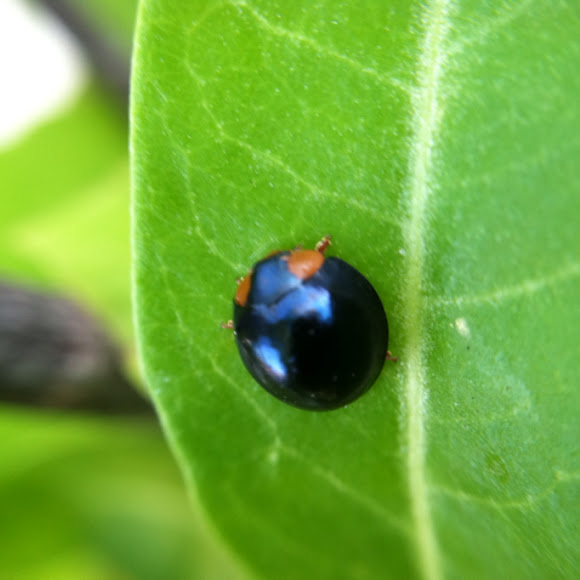 Metallic Blue Lady Beetle | Project Noah