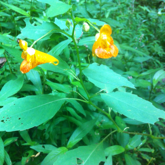 Spotted Jewelweed | Project Noah