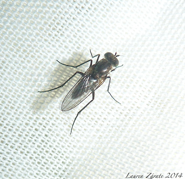 Micro Fly | Project Noah