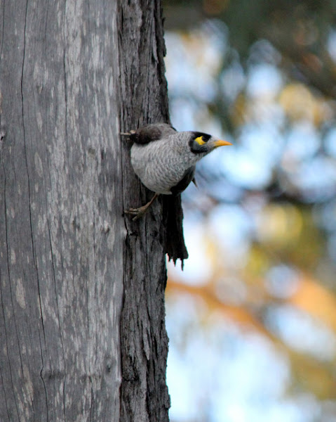 Noisy Miner | Project Noah