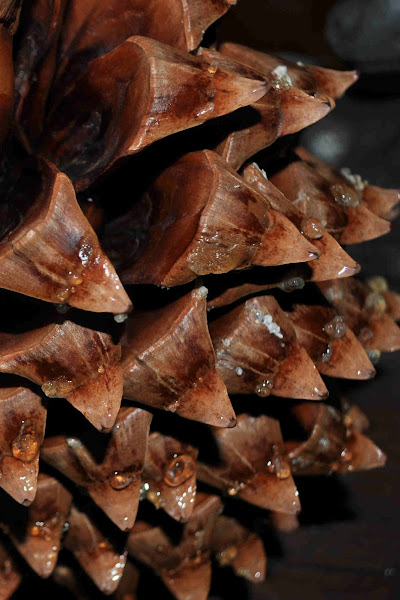 Coulter Pine (Widowmaker) | Project Noah