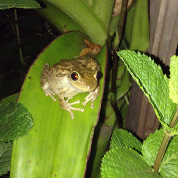 Cuban Tree Frog | Project Noah