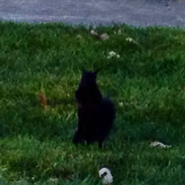 Black squirrel | Project Noah