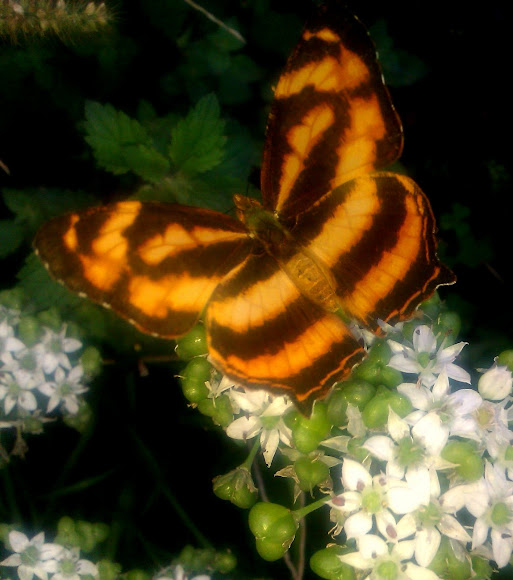 Himalayan Jester | Project Noah