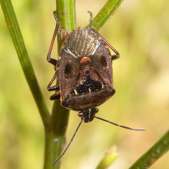 Predatory Shield Bug | Project Noah