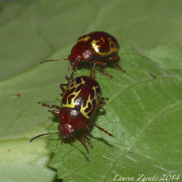 Calligraphy Leaf Beetle | Project Noah