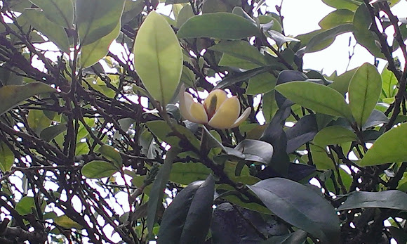 Banana Shrub | Project Noah