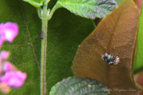 Dryinid Wasp (larvae) eating Privet Leafhopper Nymph | Project Noah