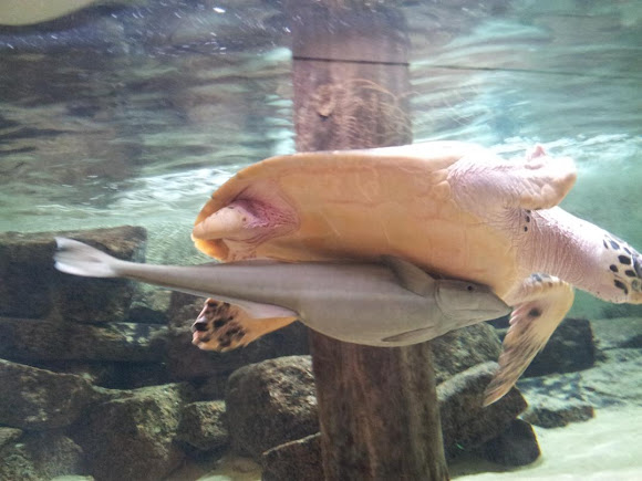 Common remora | Project Noah