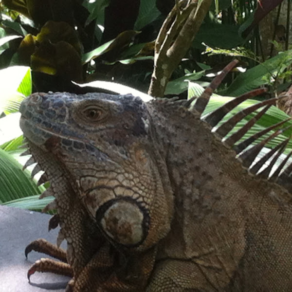 Green iguana | Project Noah