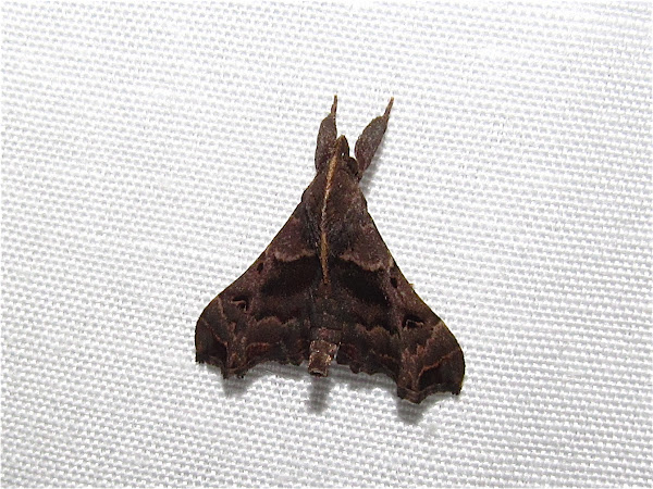 Faint-spotted Palthis | Project Noah