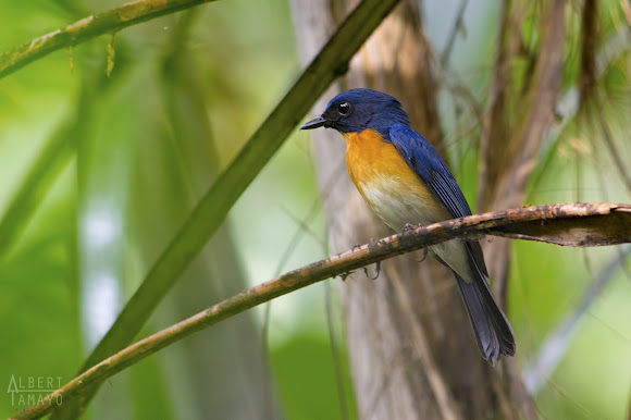 Mangrove Blue Flycatcher | Project Noah