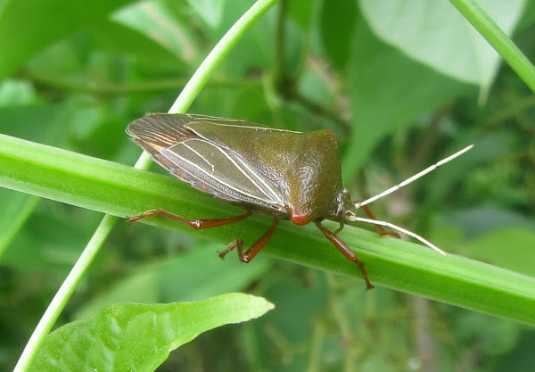 Edessa Stink Bug | Project Noah