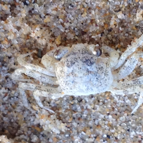 Estuarine ghost crab | Project Noah