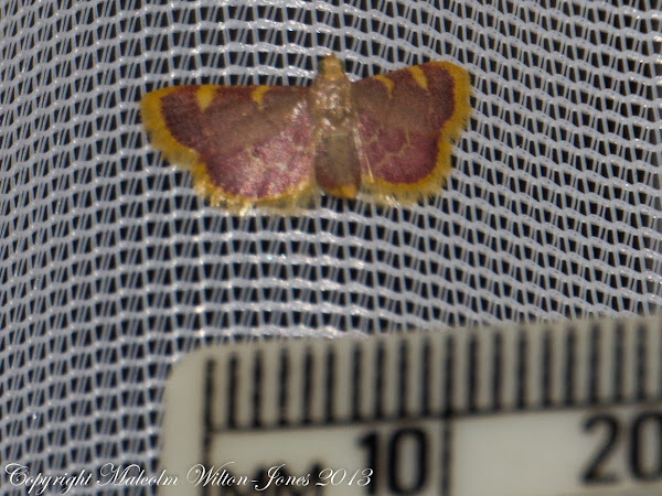 Gold Triangle Moth | Project Noah