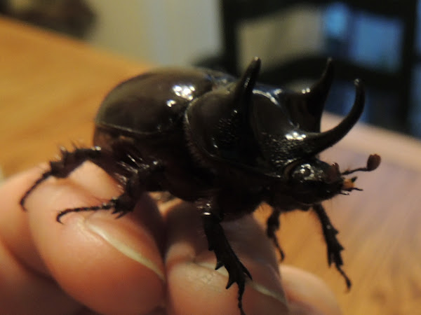 Ox Beetle, male | Project Noah