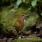 Rusty-naped Pitta | Project Noah