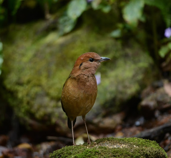 Rusty-naped Pitta | Project Noah
