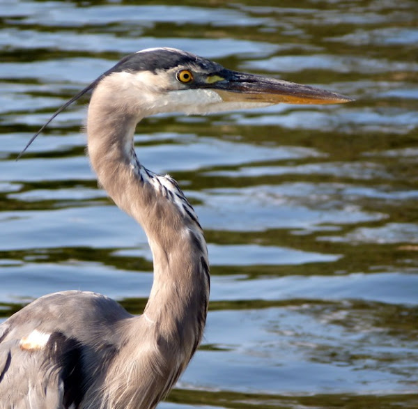 Great Blue Heron | Project Noah