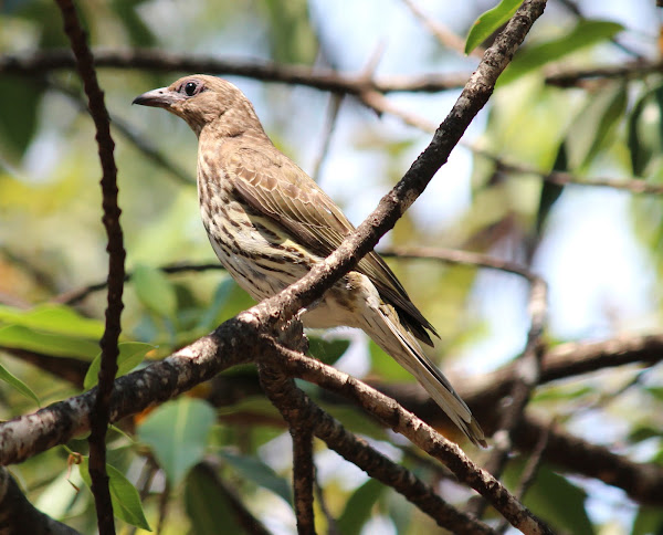 Figbird (female) | Project Noah