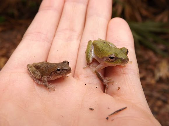 Pine Woods Treefrog | Project Noah