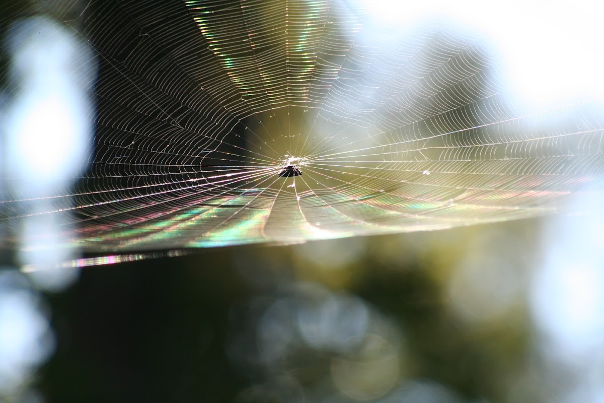 Spiny Backed Orb Weaver | Project Noah
