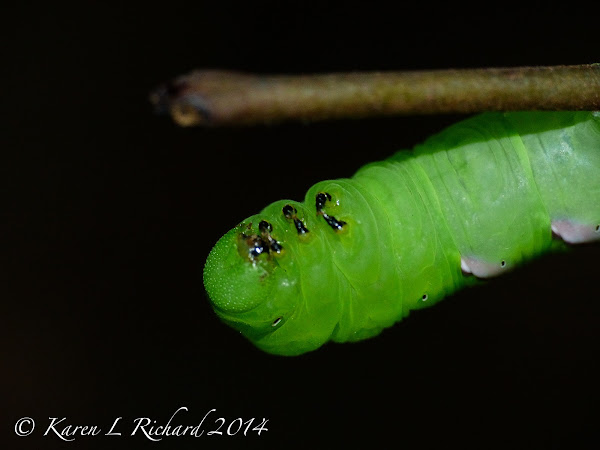 Pawpaw sphinx moth caterpillar | Project Noah