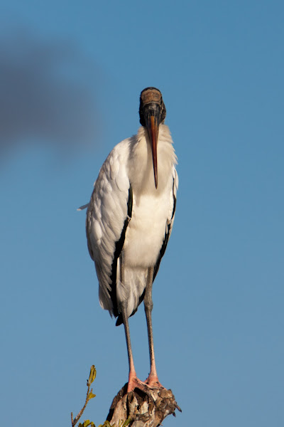 Wood Stork | Project Noah