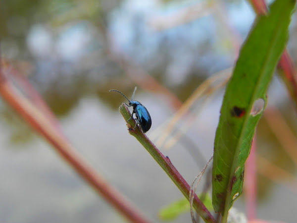 Flea Beetle | Project Noah