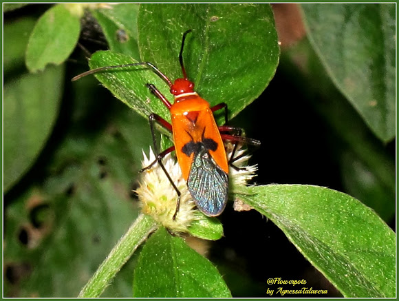 Cotton Stainer Bug | Project Noah