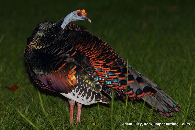 Ocellated Turkey | Project Noah