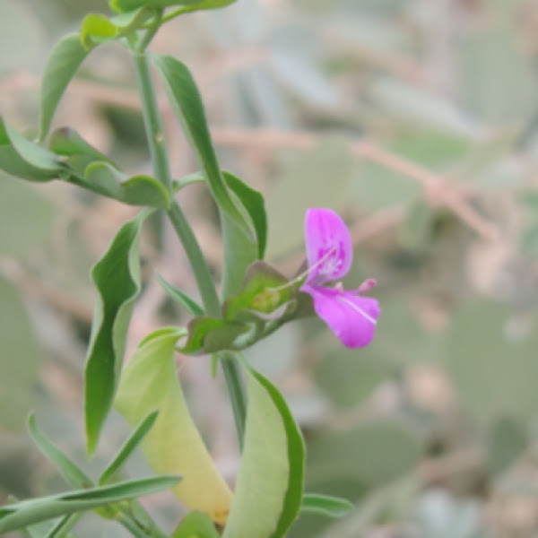 Arizona Foldwing | Project Noah