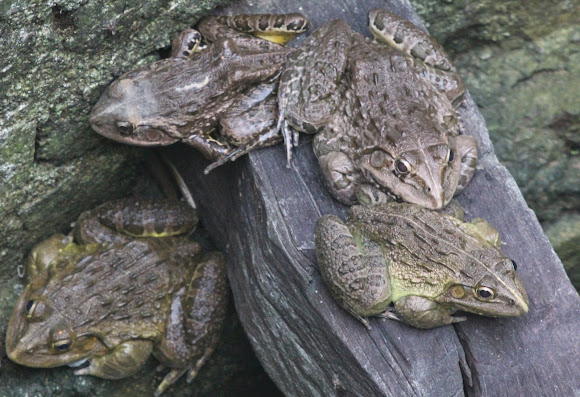 Indian Bullfrog | Project Noah