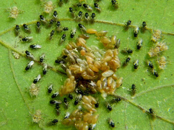 planthopper eggs & nymphs and wasps | Project Noah