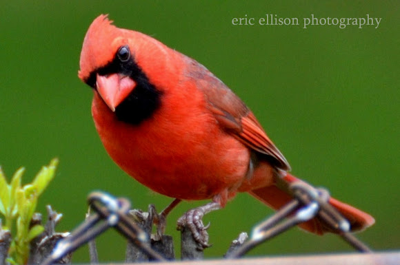 Northern Cardinal | Project Noah