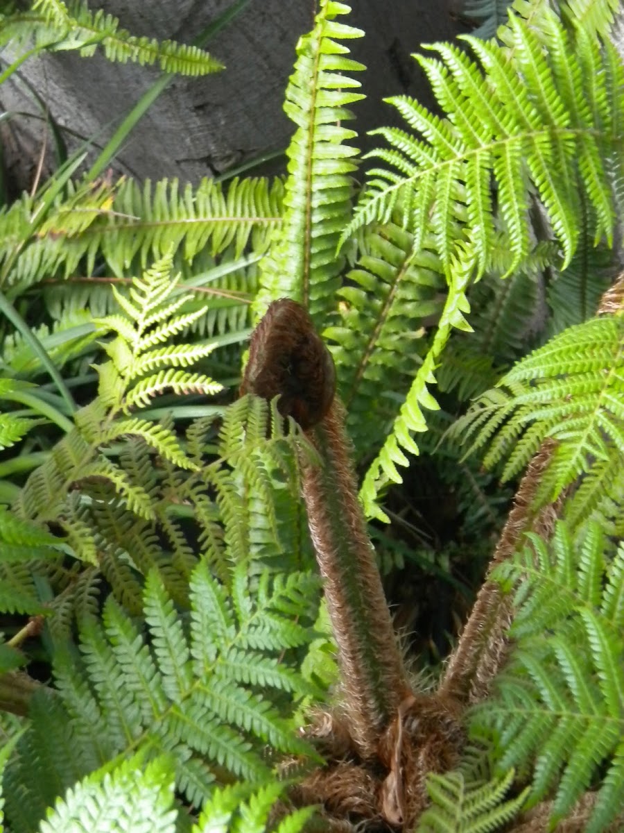 Lacy Tree Fern | Project Noah
