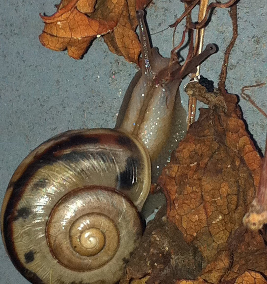 Snail | Project Noah