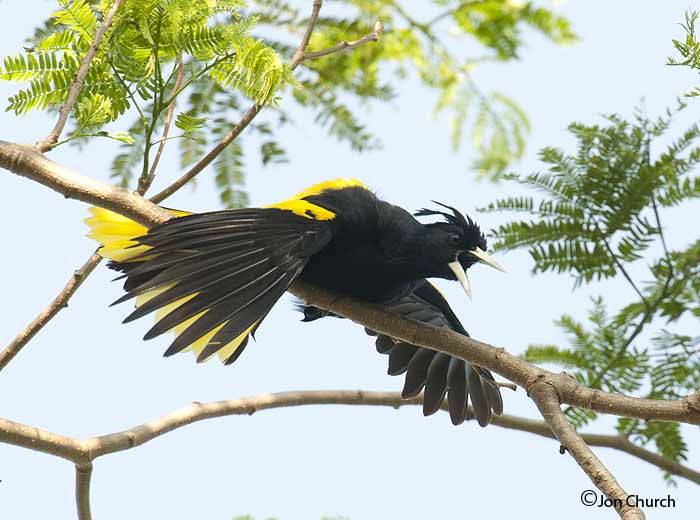 Yellow Winged Cacique - Cacique Mexicano | Project Noah