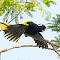 Yellow Winged Cacique - Cacique Mexicano | Project Noah