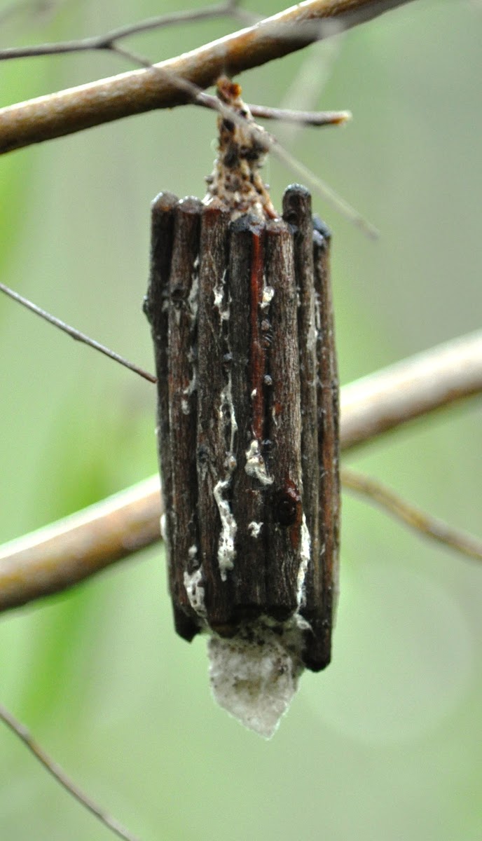 Stick Case Moth Larvae | Project Noah